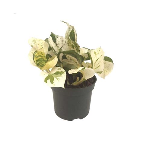 Scindapsus Pinnatum 12 Cm Saksıda Ofis Çiçekleri Ofis Bitkileri