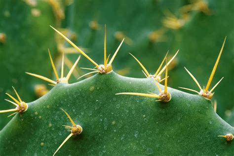 9 Cactus Indicus Royalty Free Photos And Stock Images Shutterstock