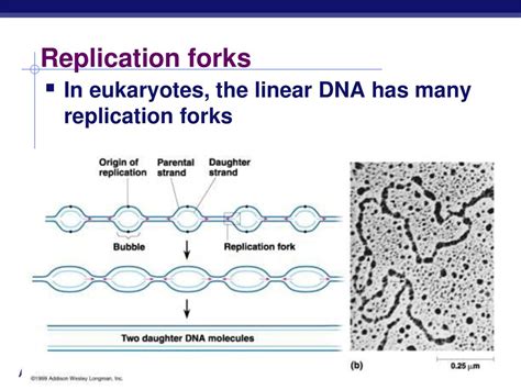 Dna Structure And Replication Ppt Download Dna Structure And Replication Ppt Download
