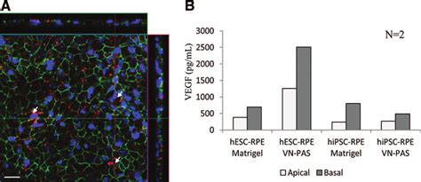 Functional Analysis Of Human Pluripotent Stem Cell Hpsc Rpe Cells