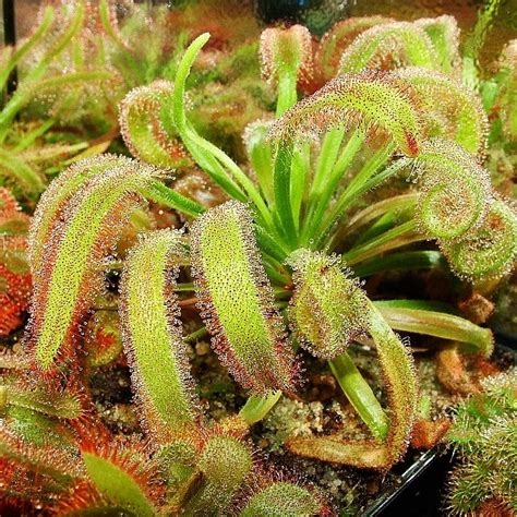 Drosera Capensis Broad Leaf Rocío De Sol Mundo Venus
