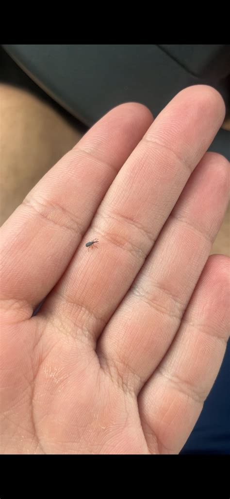 Just An Itty Bitty Guy Rweeviltime