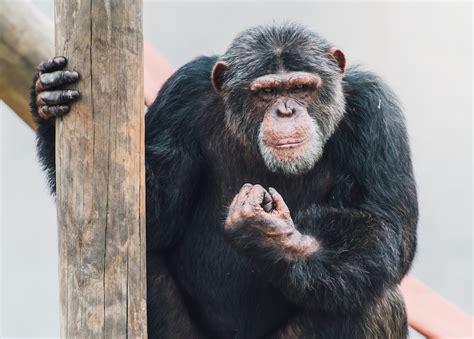 Traveling To Chimp Haven Where To Stay Book Now