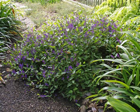 Hardenbergia Violacea Happy Wanderer Gardensonline
