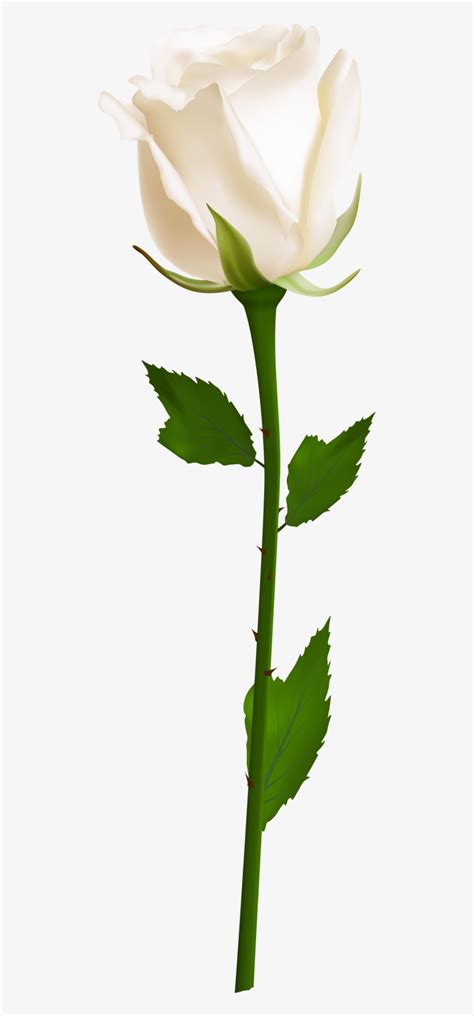 White Roses Background Png