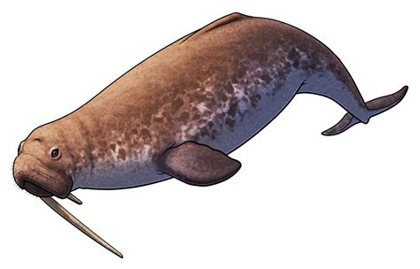 Odobenocetops Nix Illustration