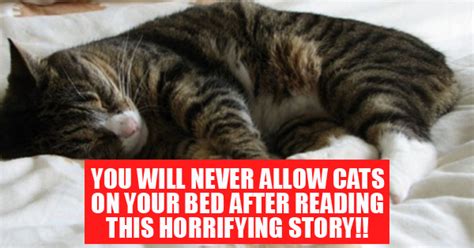 Michelle Shared Her Bed With Cats While Having Sex What Happened Next