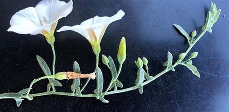 Killing Bindweed Easy And Permanent Eradication Methods