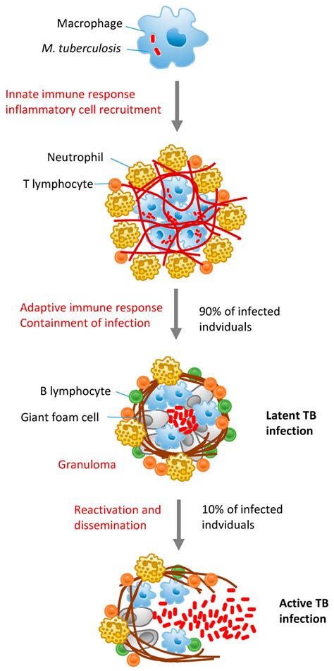 Converging Epidemics A Narrative Review Of Tuberculosis Tb And Human
