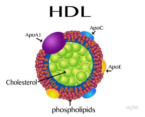 Hdl Molecule