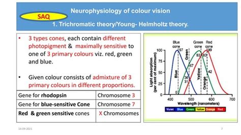 Lecture 7 2022 Special Senses Vision 7 Physiology Of Vision Visual