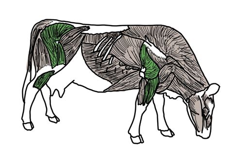 Bovine Extensor Muscles Diagram Quizlet