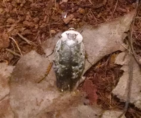 Chrome Roaches Gyna Caffrorum The Roach Ranch