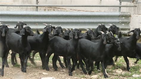 전국 국내 첫 염소 인공수정 기술 개발생산성 향상 기대 Ytn