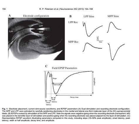 Fepsp Recordings In Rat Hippocampal Slices Researchgate