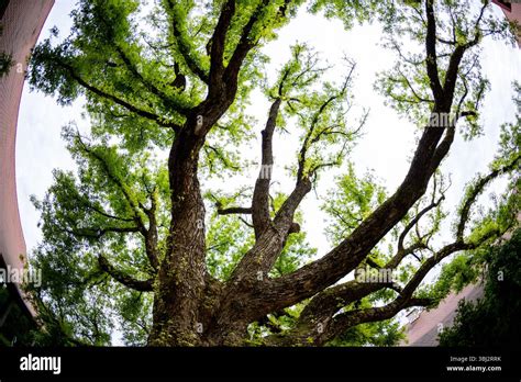 The Majestic Tree Canopy As Viewed From Below In A Lively Urban Setting