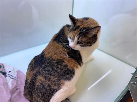 코리안숏헤어 여름이 포메라니안특징 푸들특징 토이푸들특징 골든리트리버특징 래브라도리트리버특징 닥스훈트특징 도베르만특징 말티치특징 말티폼특징 보더콜리특징 프렌치불독특징 빠삐용