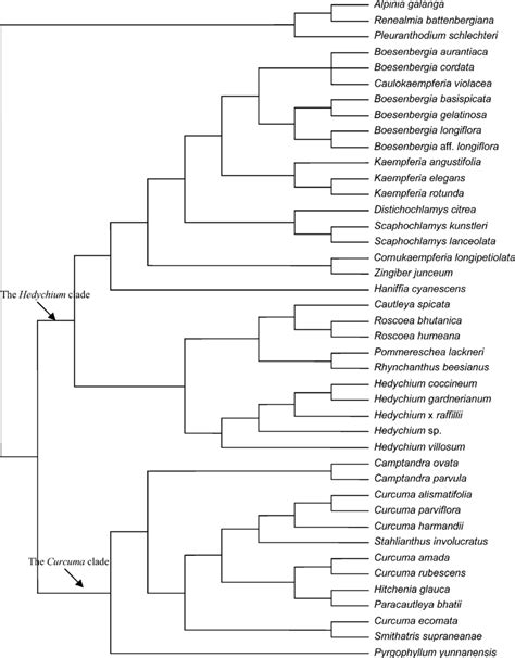 the strict consensus tree of two equally optimal trees resulting from