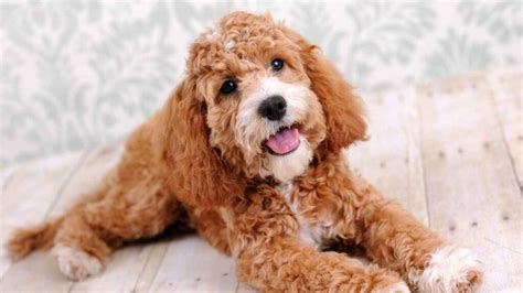 7 Adorable Poodle Mix Breeds Youll Fall In Love With