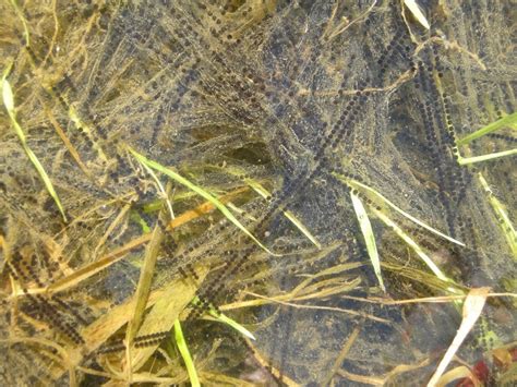 Žabja Svatba Se Zaključuje Krajinski Park Goričko