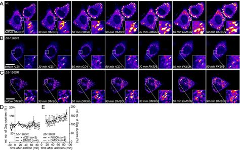 Figures And Data In Synchronized HIV Assembly By Tunable PIP Changes Reveals PIP Requirement