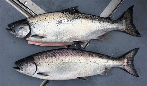 West Coast Ocean Salmon Season Options Open For Public Review