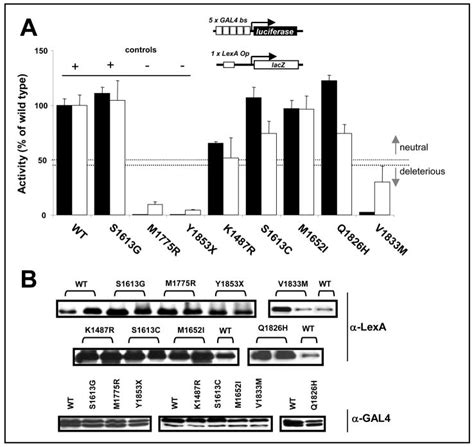 Analysis Of A Set Of Missense Frameshift And In Frame Deletion Variants Of Brca1 Pmc