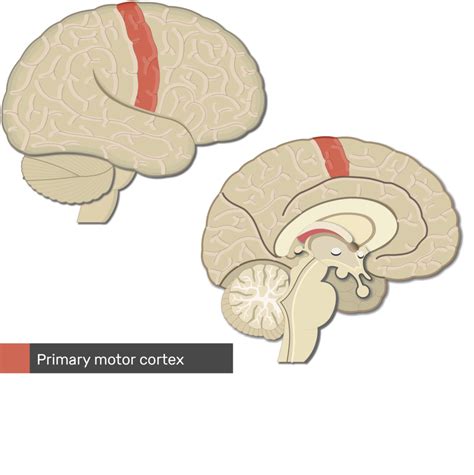 Primary Motor Cortex