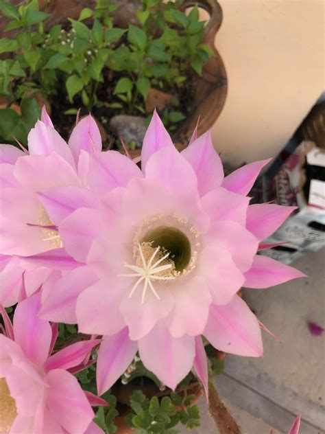 Help Me With This Question Please R Mcat