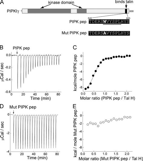 Binding Of A Pipk Peptide To Talin Head A Diagram Showing The Domain Download Scientific