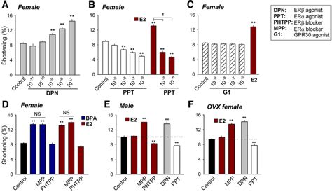 Role Of Er In Mediating The Sex Specific Response Of Myocytes To