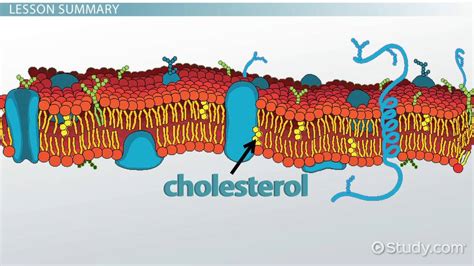 Cholesterol Contain Phospholipids At Alfred Sullivan Blog