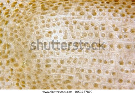 Root Tip Under Microscope Stock Photo 1053757892 Shutterstock