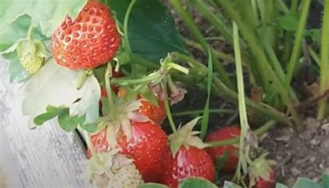 Дачникам розповіли чим треба поливати полуницю коли вона починає цвісти Читайте на Ukr Net