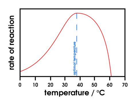195 Effect Of Concentration On Enzyme Activity Chemistry Libretexts