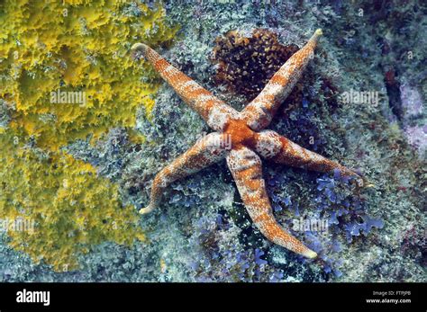 Underwater Pictures On The Brazilian Coast Star Starfish Class
