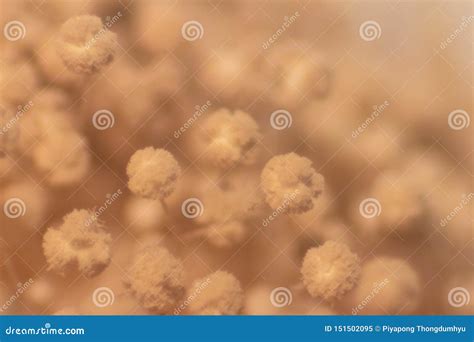 Aspergillus Mold For Microbiology Stock Image Image Of Laboratorynn