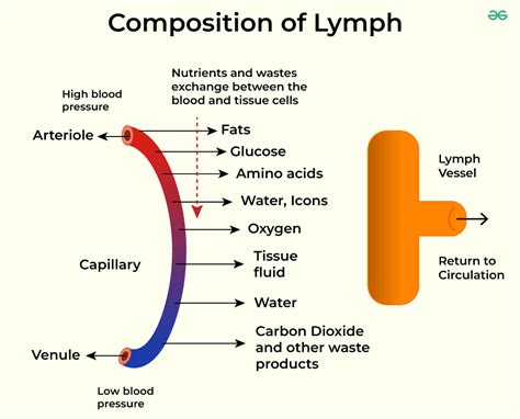 Composition And Function Of Lymph In Human Geeksforgeeks