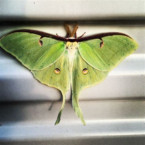 Moth On Barn Moth Animals Insects