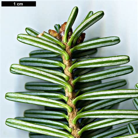 Pectinate Leaves At Leon Hendricks Blog