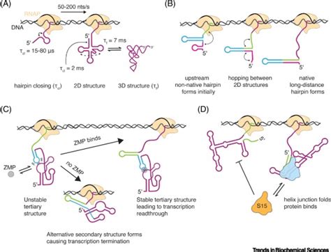 Rrna Structure Simple
