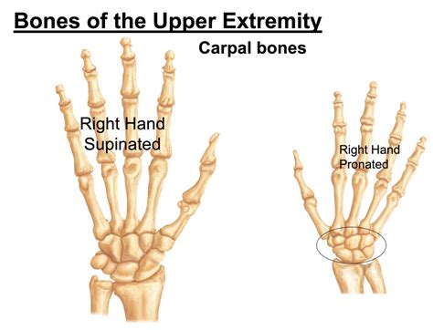 Carpal Bones Diagram Quizlet