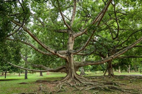 Majestic Tree With Exposed Roots In A Green Park Stock Photo Image Of Spreading Park 340933538