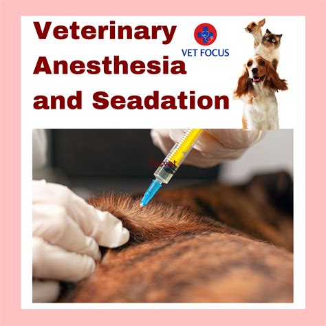 Veterinary Anesthesia And Sedation Vet Focus