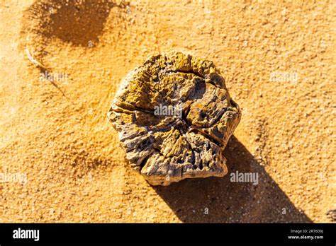Cross Sectional View From Above Of A Section Of Fossilized Tree Trunk