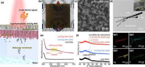 A Schematic Of The Synergistic Promotion For In Situ Sers Performance Download Scientific