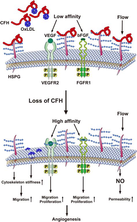 Complement Factor H In Molecular Regulation Of Angiogenesis Pmc