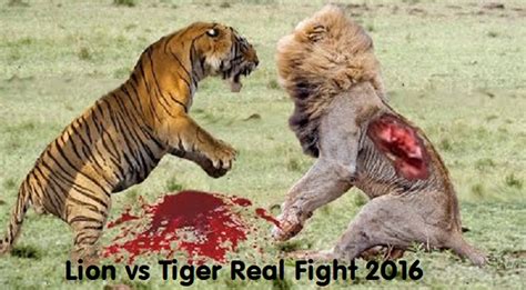 Lion Vs Tiger Real Fight 2016 Lion Vs Tiger Best Attack Compilations