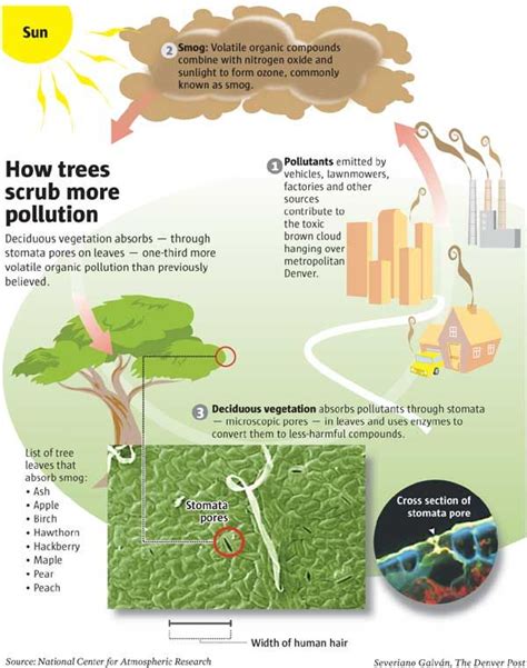 Deciduous Trees Have Decidedly Beneficial Impact On Air Pollution Deciduous Trees Tree Care