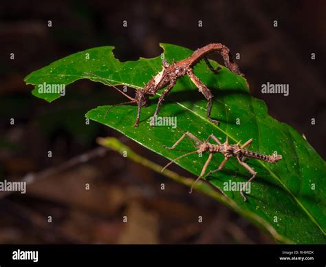 Giant Stick Insects In Gunung Gading National Park Borneo Malaysia